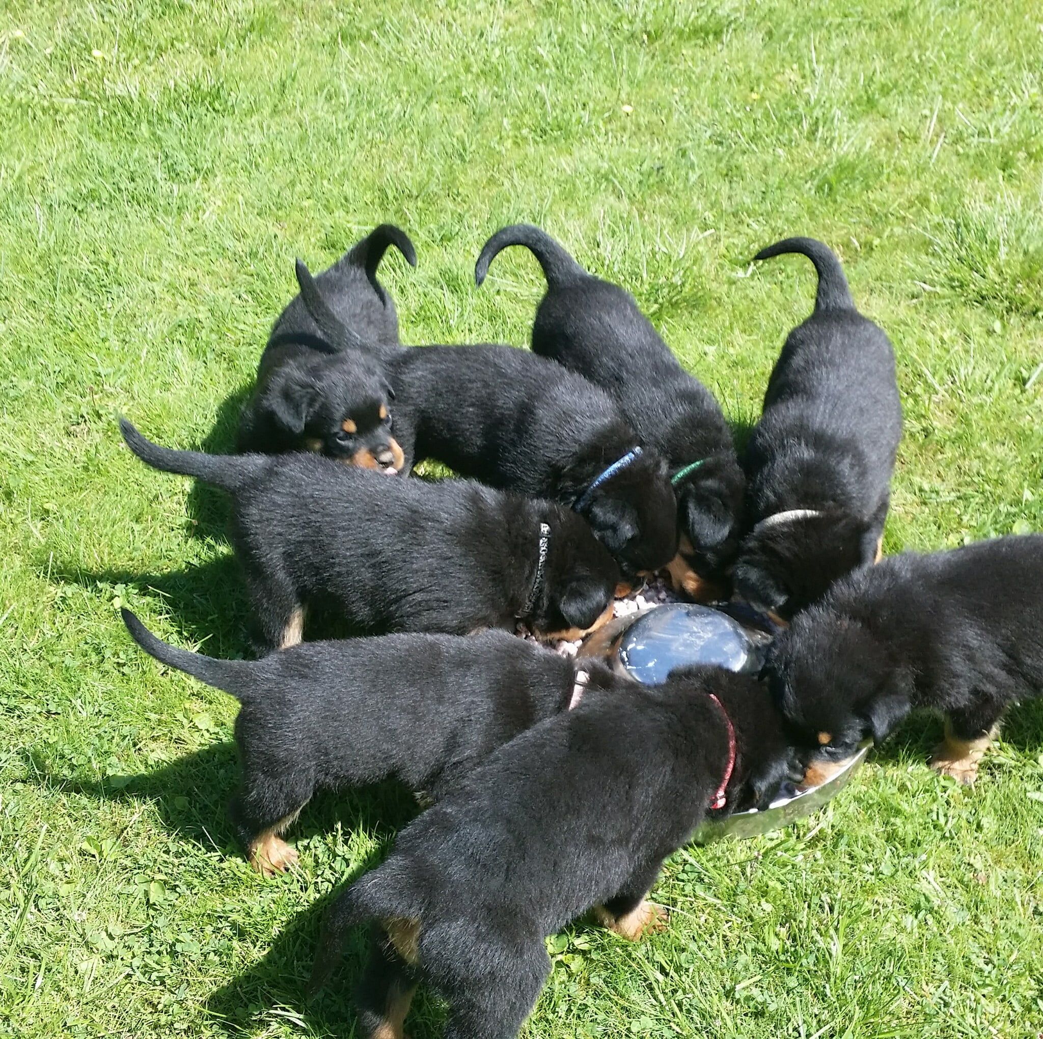Valpar - RottiPowah Rottweiler Kennel